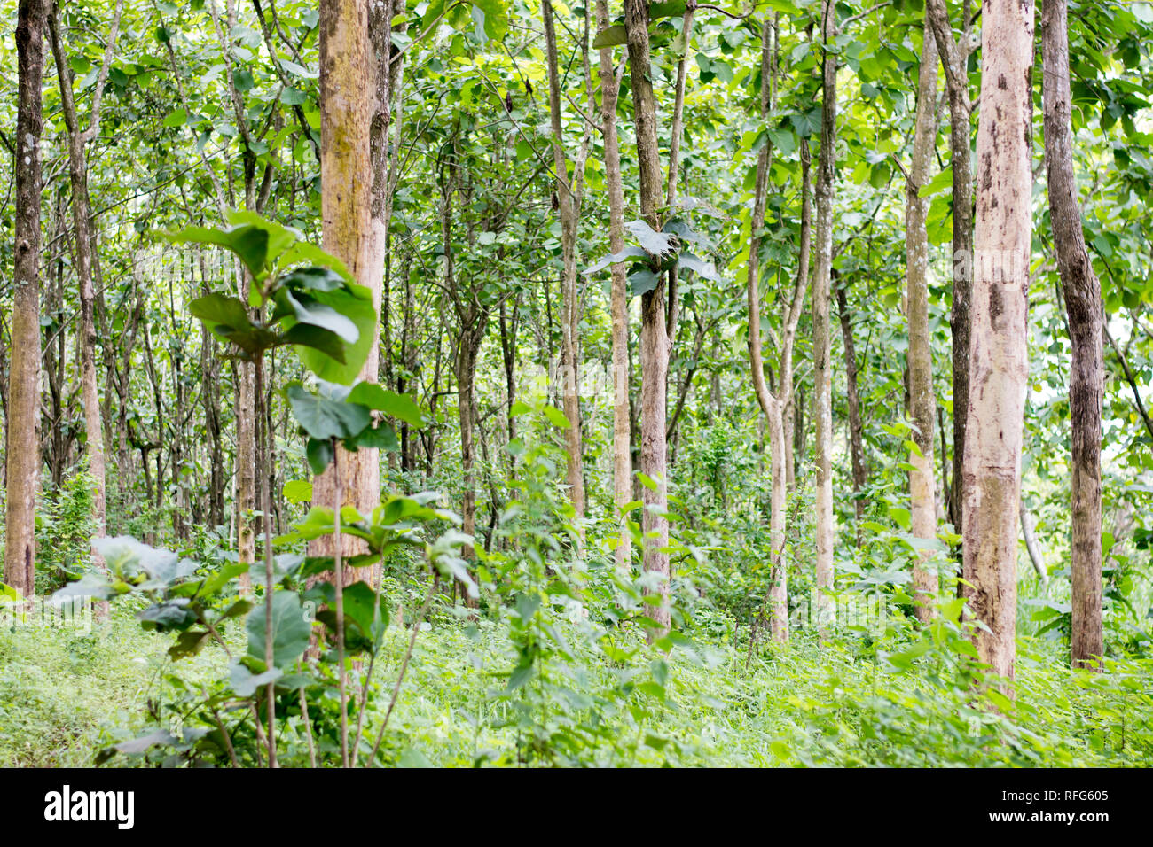 Teak is a tropical hardwood tree species placed in the flowering plant ...