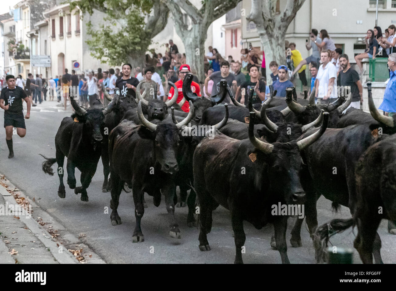 France fete bull hi-res stock photography and images - Alamy
