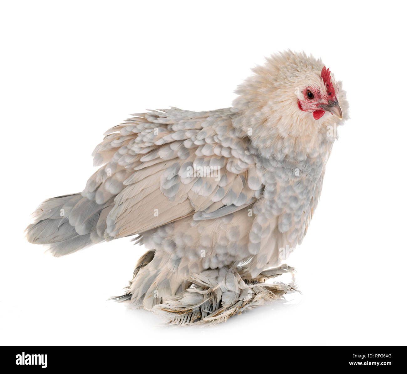 Dutch Booted Bantam in front of white background Stock Photo - Alamy
