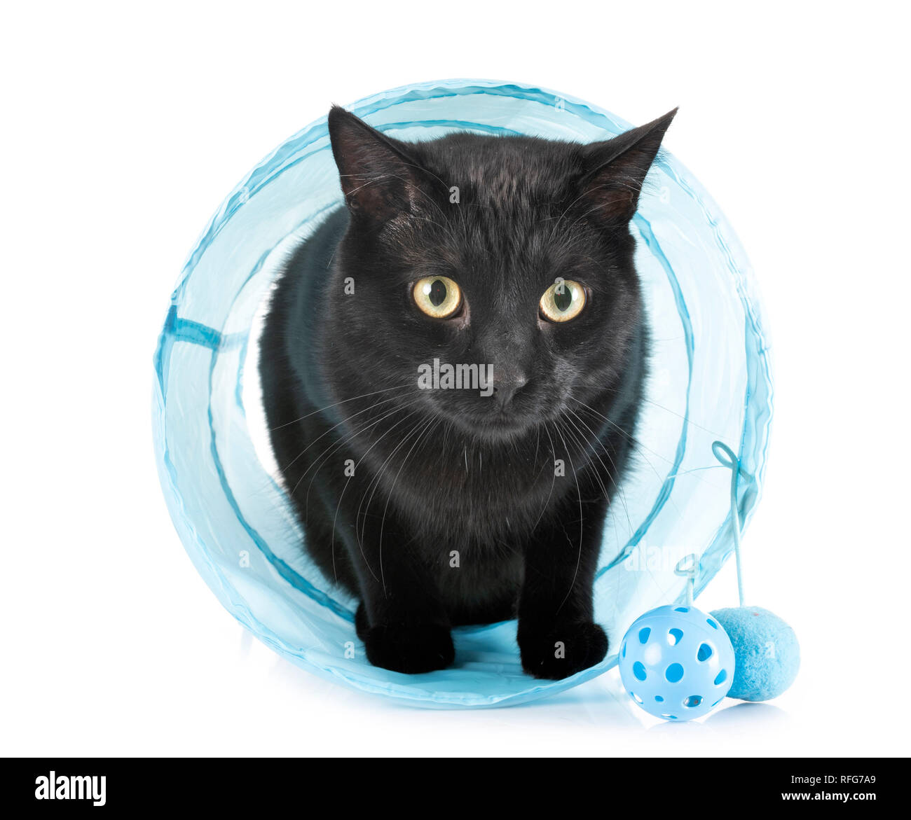 black cat in front of white background Stock Photo - Alamy