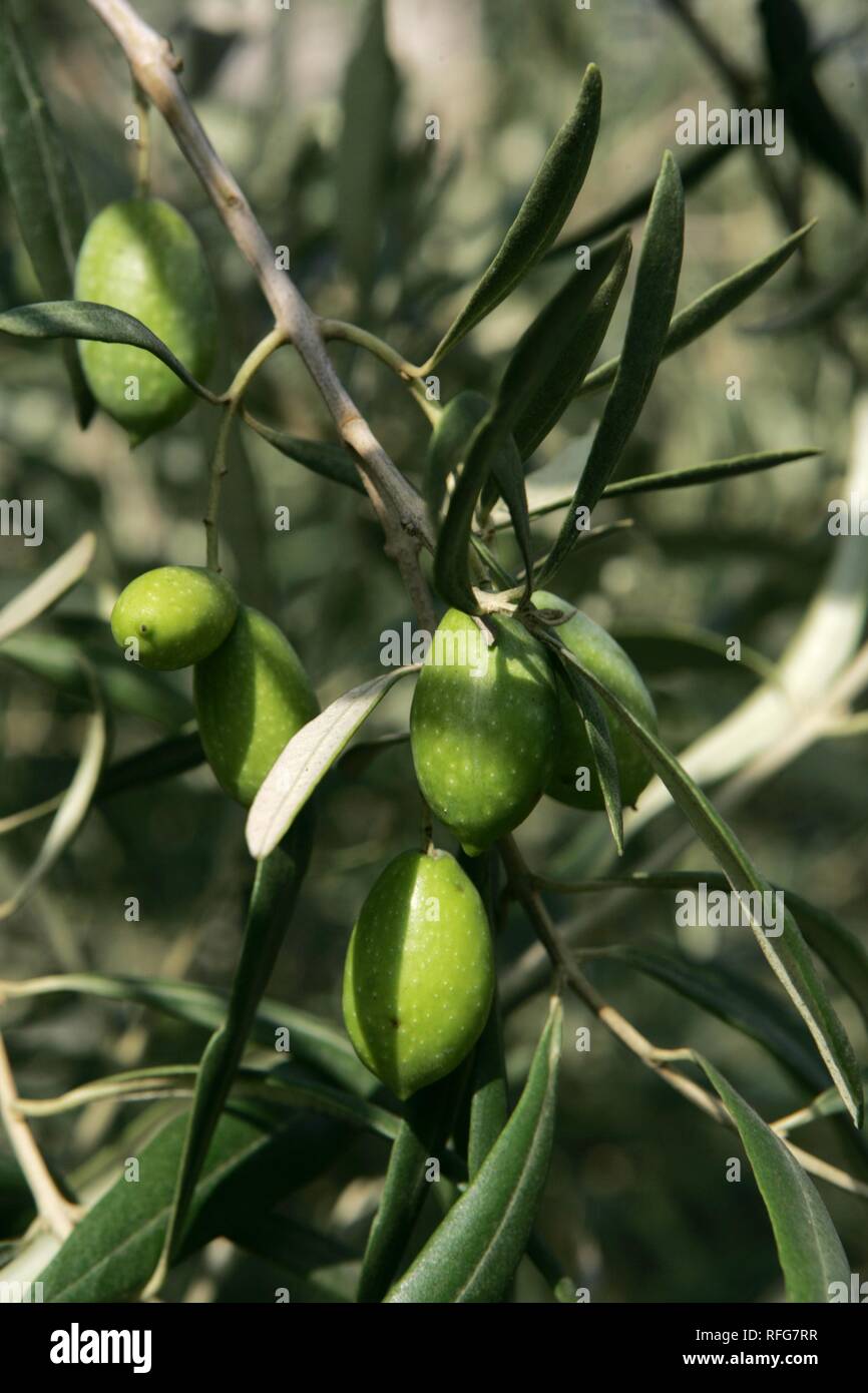 ITA, Italy, Sicily : Olive tree. | Stock Photo - Alamy