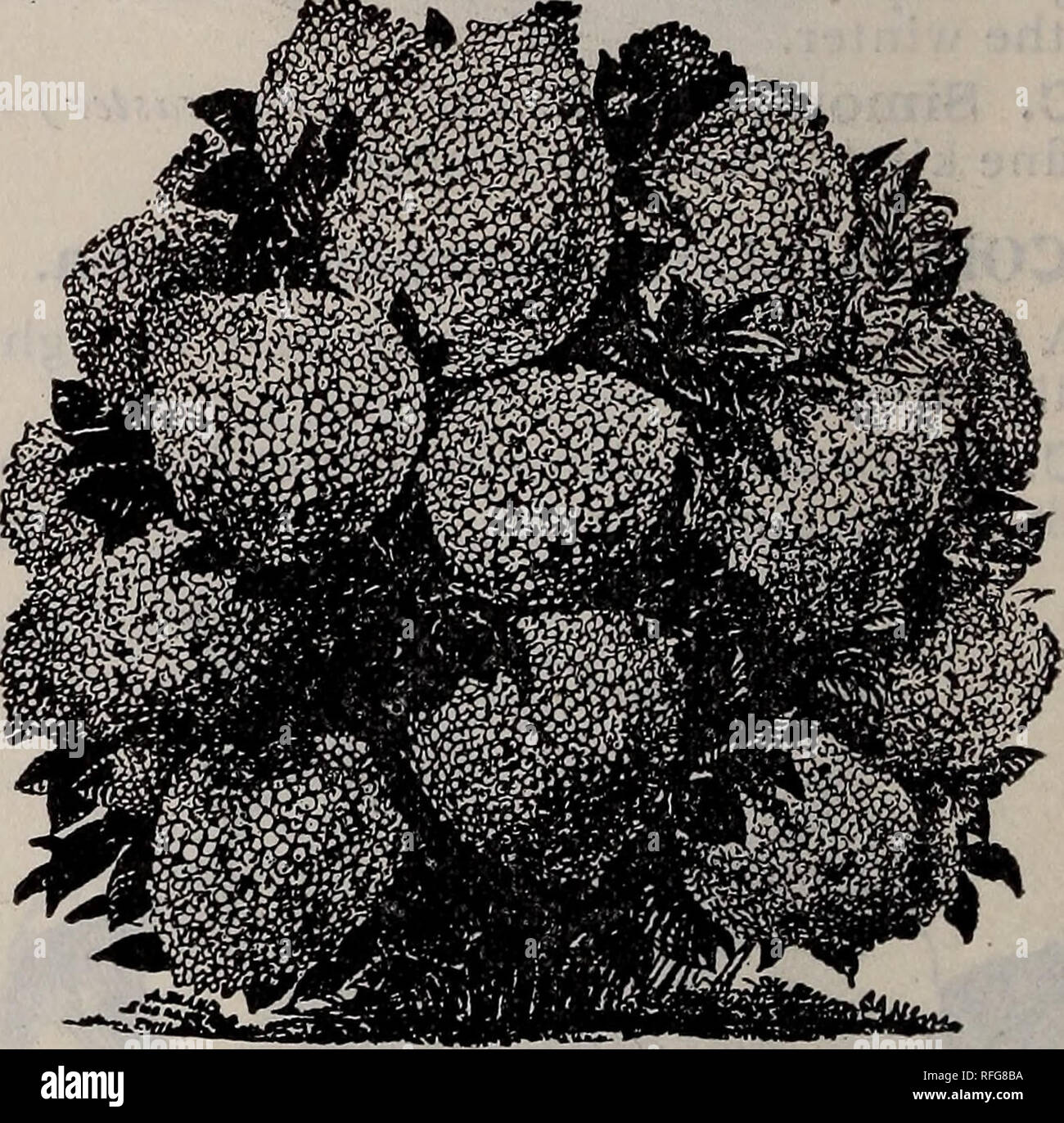 . Illustrated and descriptive catalogue of fruit and ornamental trees ...