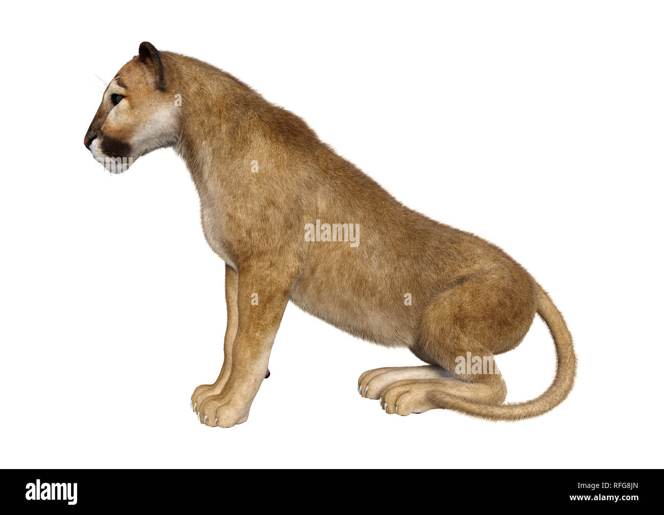 3D rendering of a big cat puma isolated on white background Stock Photo ...