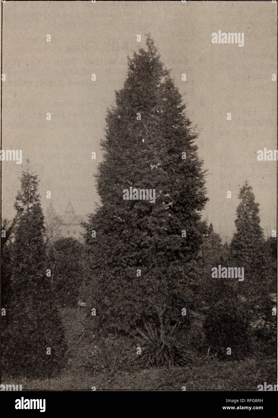 . Descriptive catalogue : trees, shrubs and plants. Nursery stock, New ...