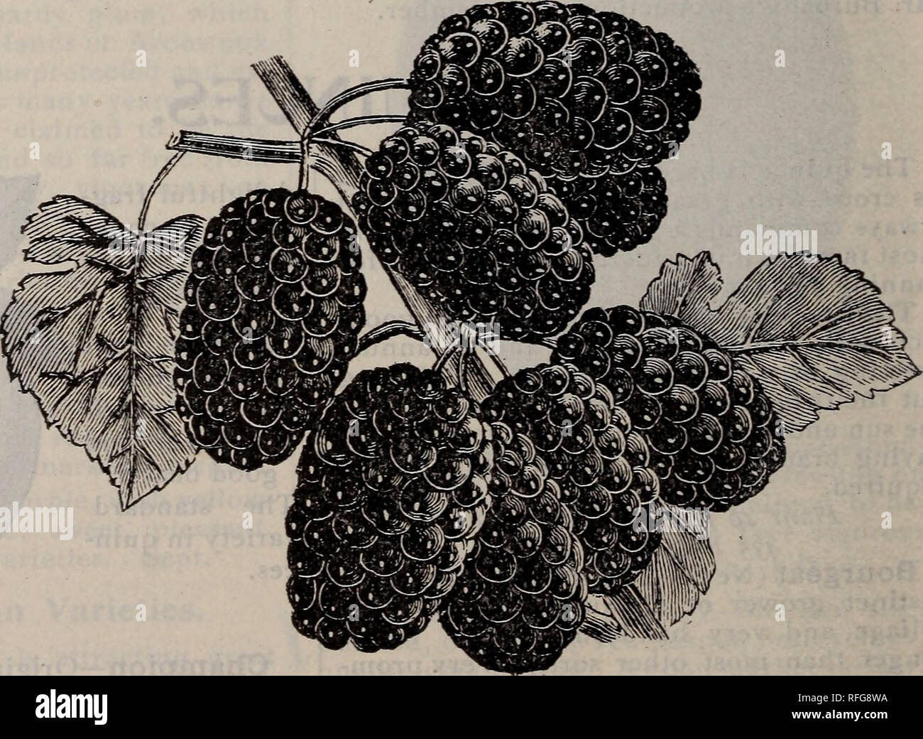 . Illustrated and descriptive catalogue of fruit and ornamental trees ...