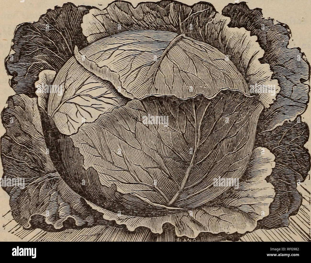 Extra large cereal hi-res stock photography and images - Alamy