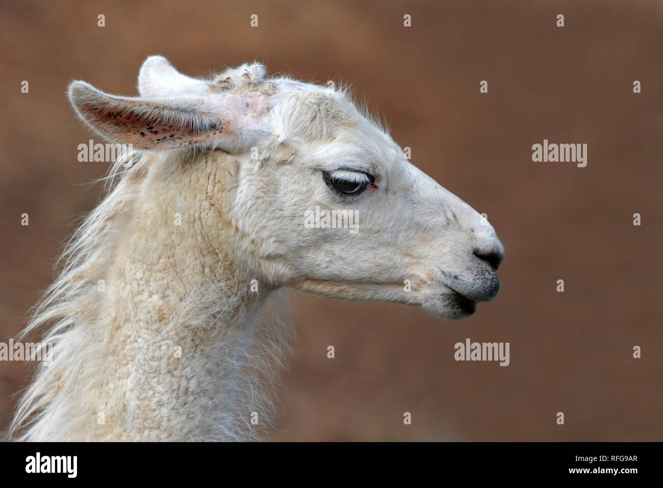 lose up side view of head of a white lama with long lashes on blurry ...