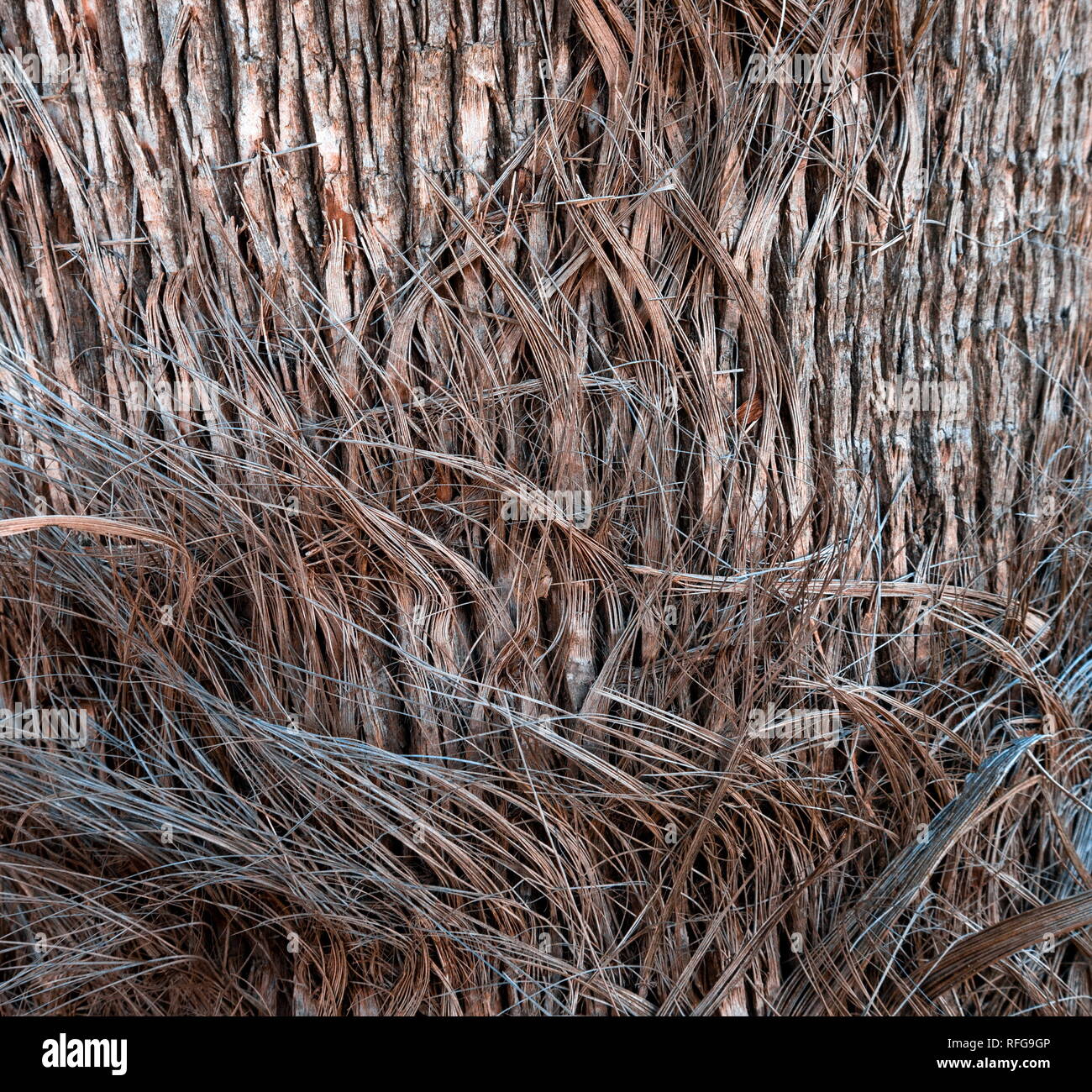 Abstract texture of the palm Stock Photo - Alamy