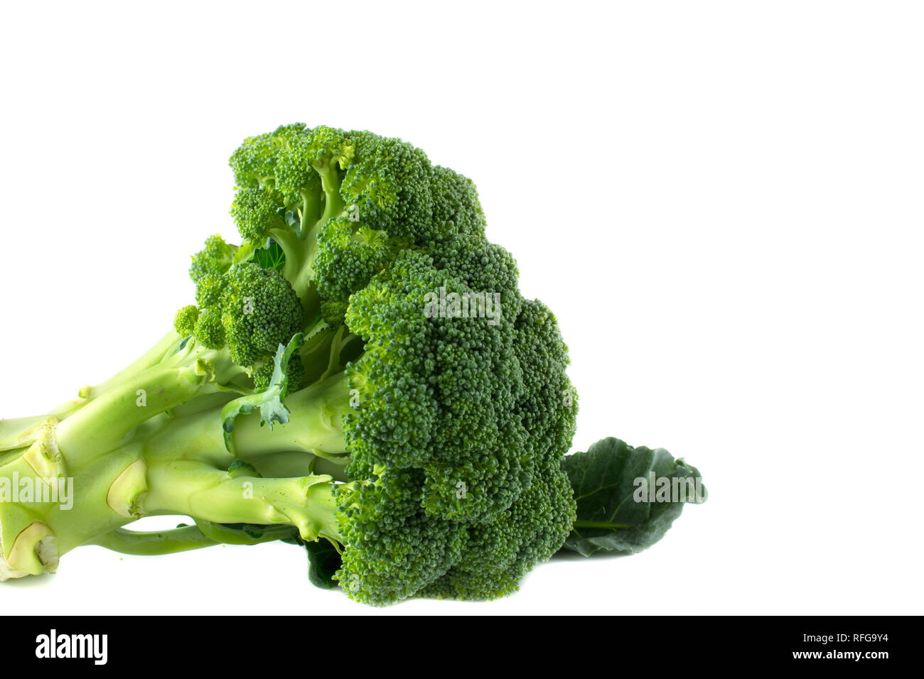 FRESH AND ORGANIC BROCCOLI TREE ISOLATED AGAINST WHITE BACKGROUND ...