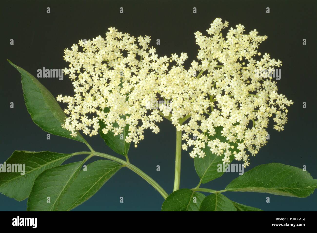 Medicinal plant elder, sambucuo (sambuco negro, sambuco nero, sambucus ...