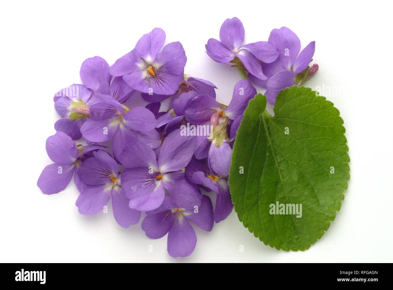 Medicinal plant violet, (viola odorata Stock Photo - Alamy