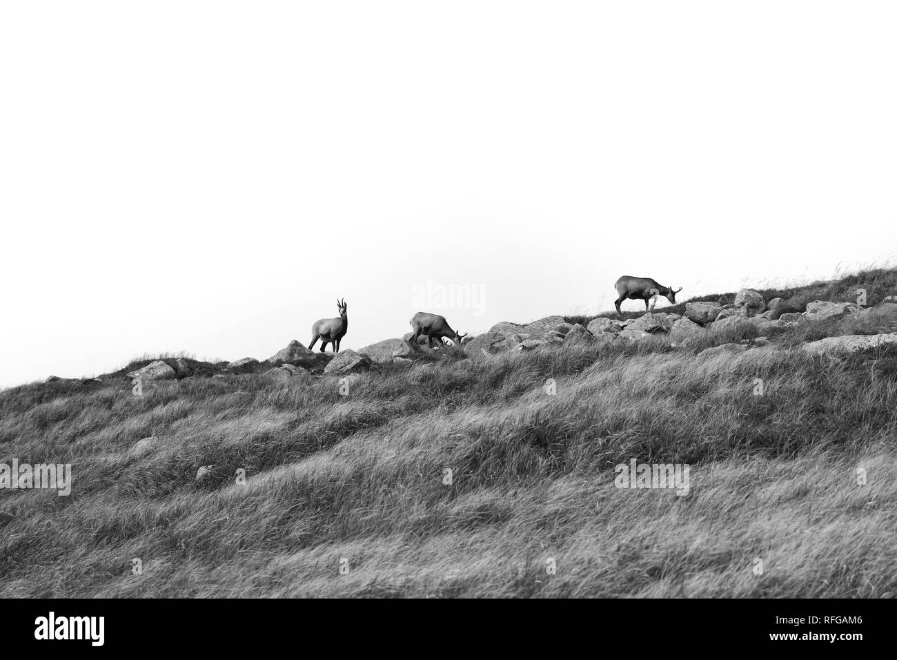 Tatra mountains wildlife Black and White Stock Photos & Images - Alamy