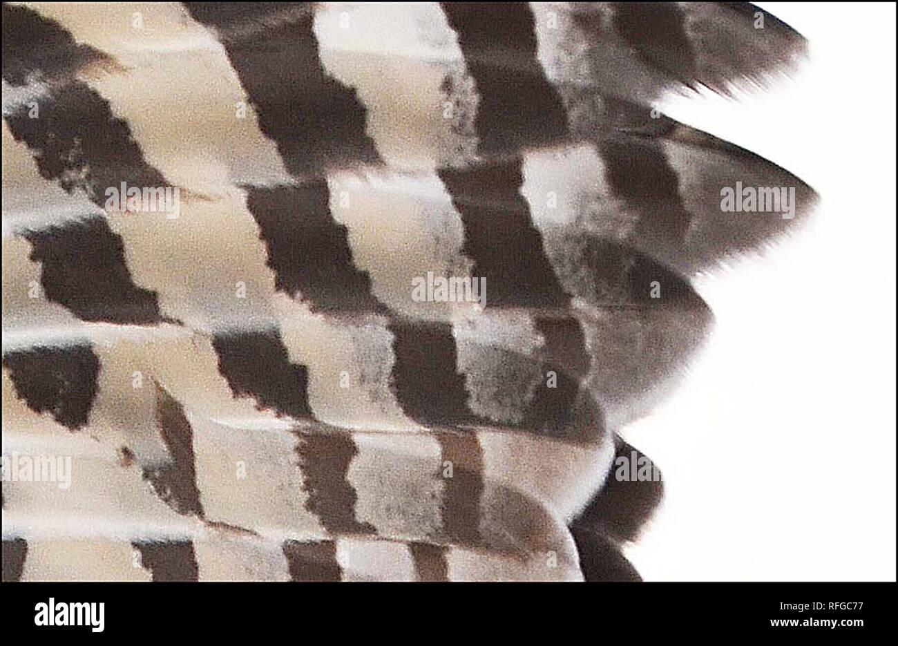 Buzzard feathers hi-res stock photography and images - Alamy