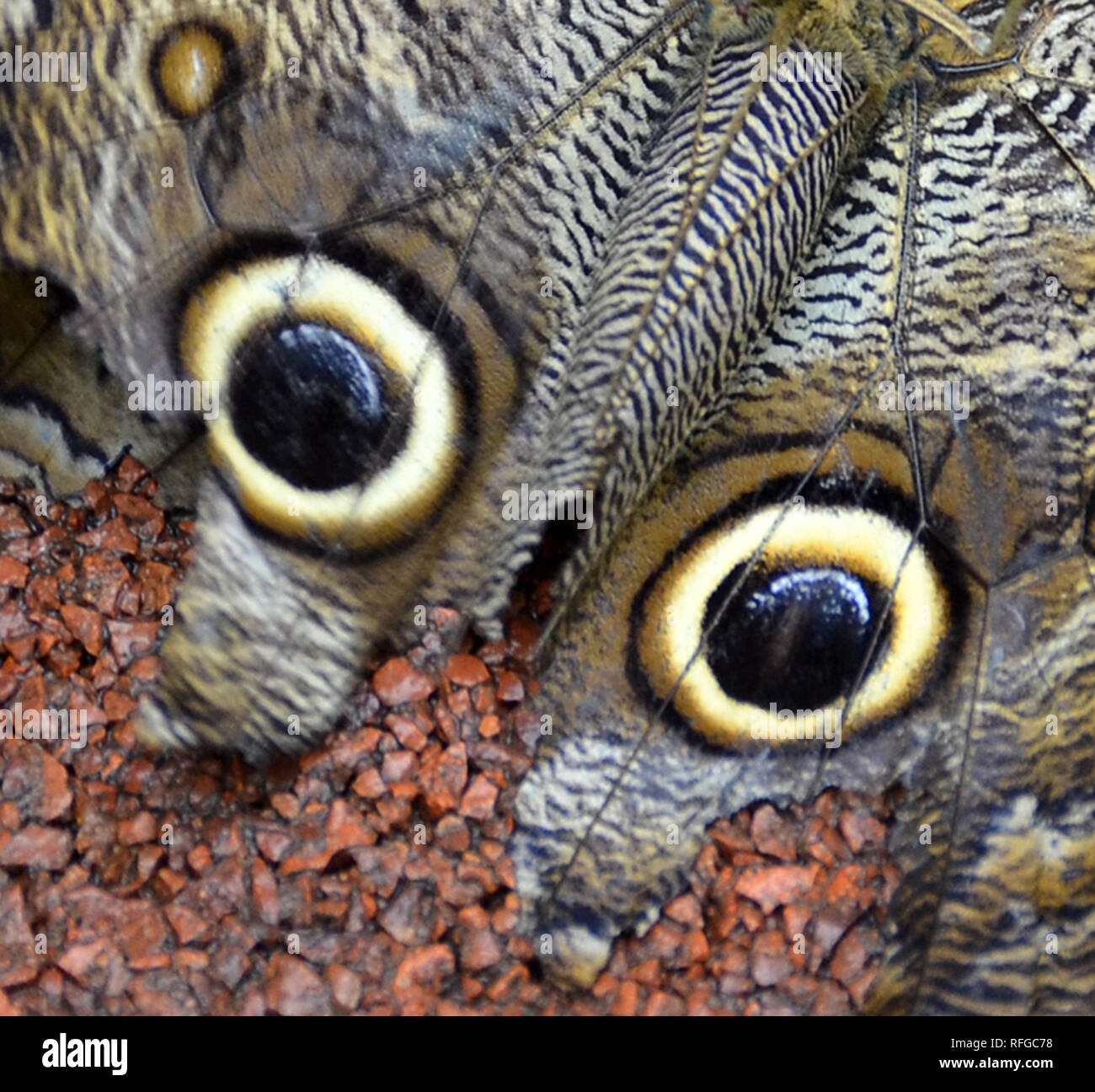Forest Giant Owl Butterfly Wing (Caligo eurilochus Stock Photo - Alamy