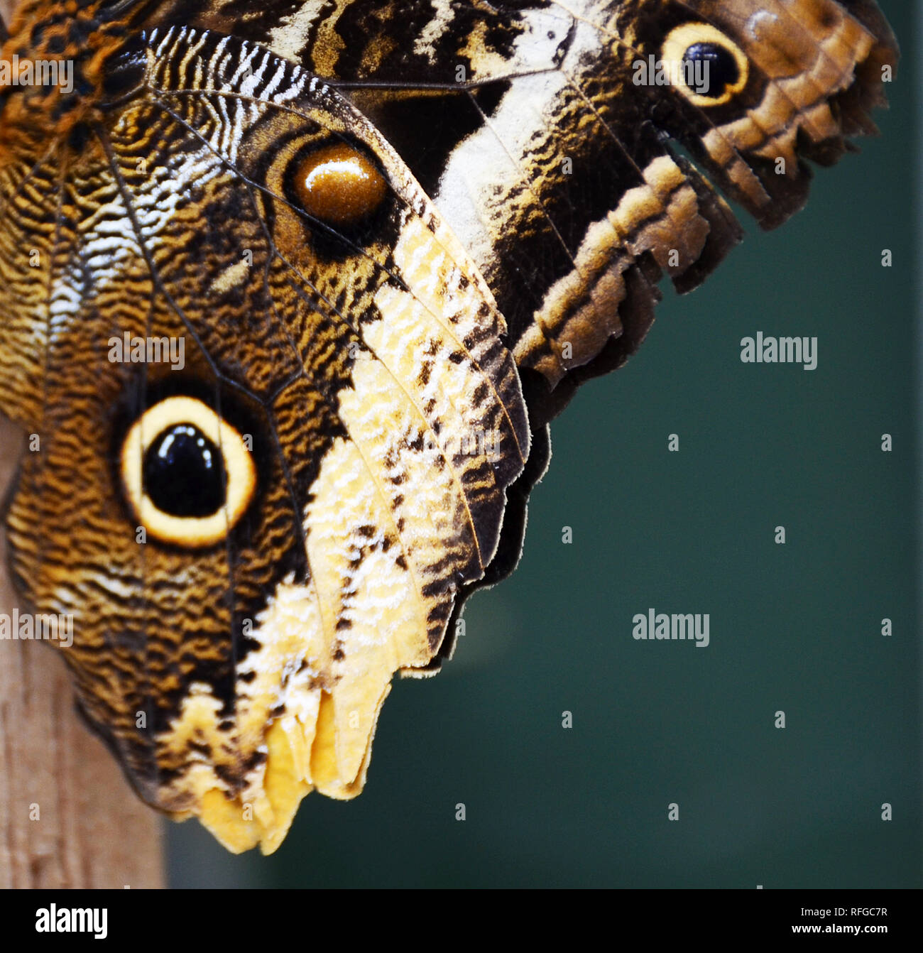 Forest giant owl butterfly hi-res stock photography and images - Alamy