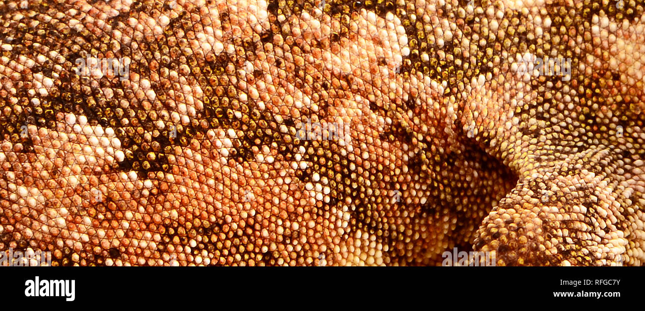 Gargoyle Gecko Scales (Rhacodactylus auriculatus Stock Photo - Alamy