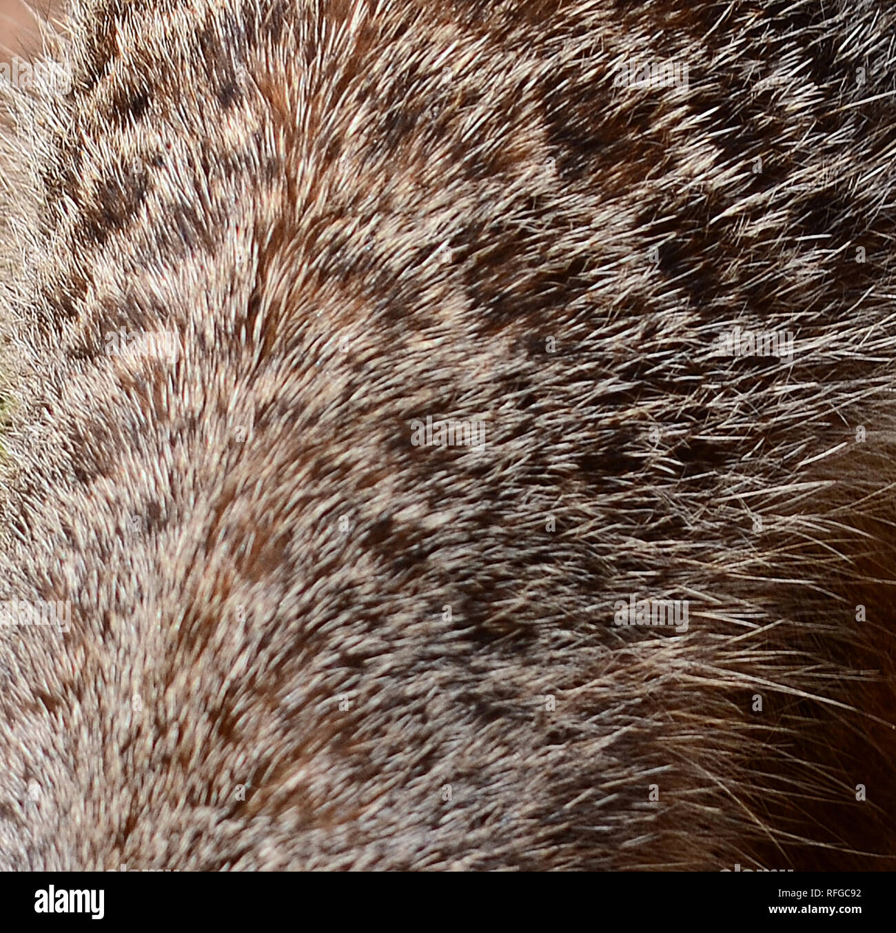 Meerkat Fur (Suricata suricatta Stock Photo - Alamy