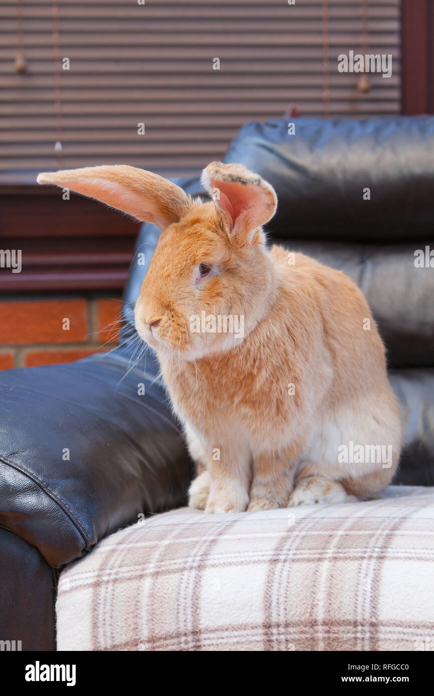 Flemish giant rabbit hi-res stock photography and images - Alamy