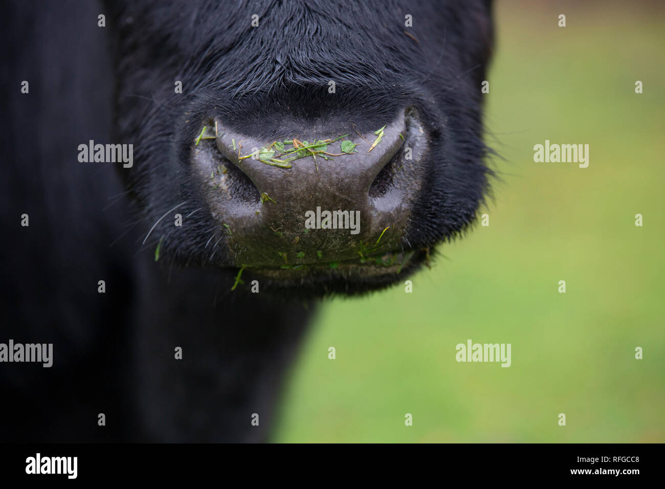 Shetland cow hi-res stock photography and images - Alamy