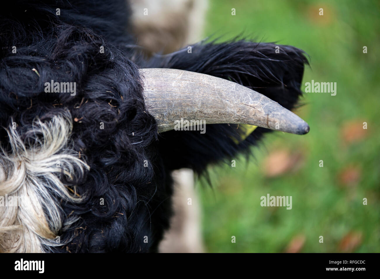 Shetland Cattle, Claddach Farm Stock Photo - Alamy