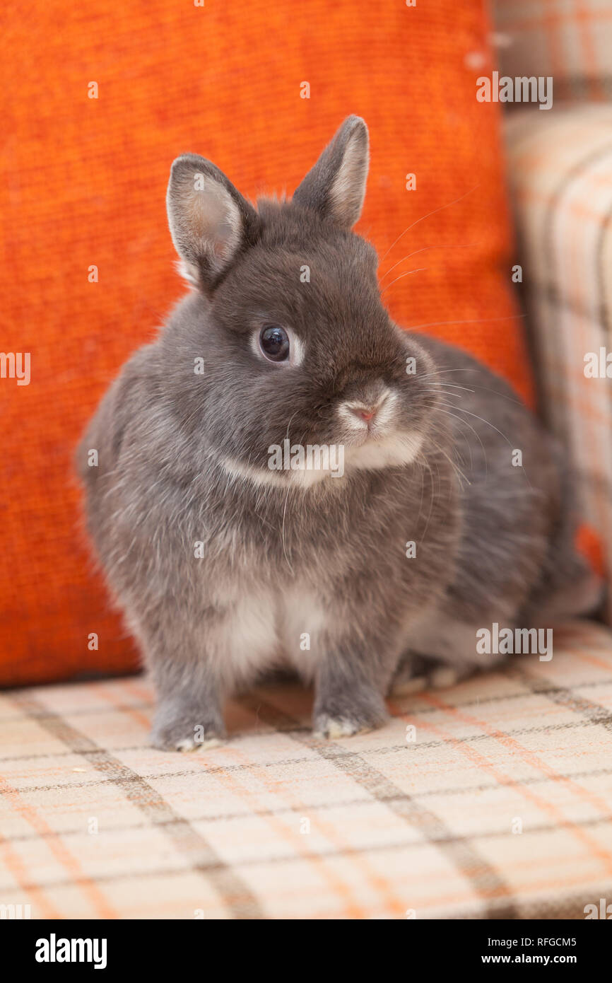 Blue Otter Netherland Dwarf Rabbit