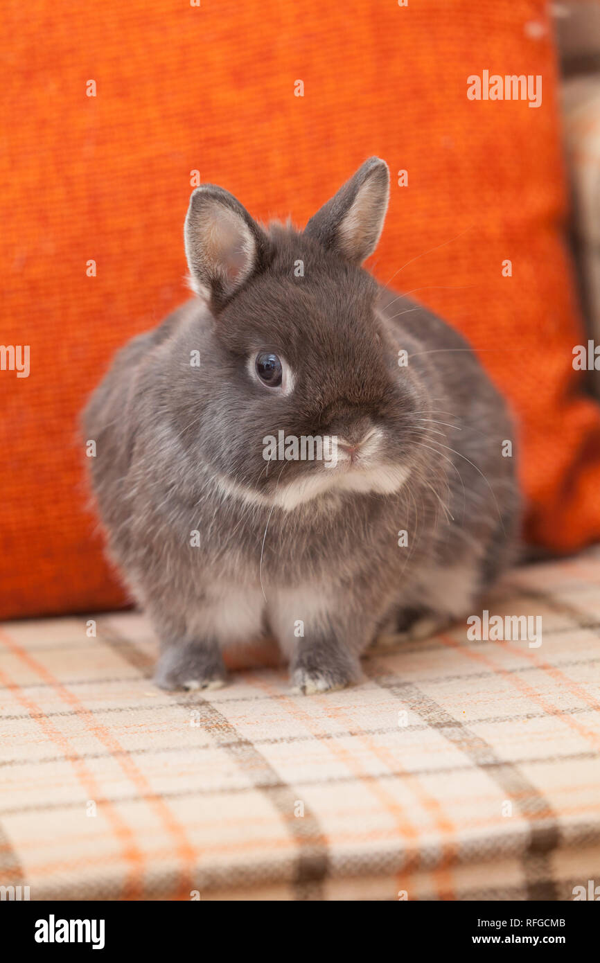 Netherland dwarf rabbit hi-res stock photography and images - Alamy