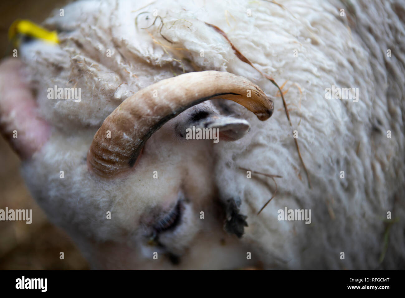 Shetland sheep hi-res stock photography and images - Alamy