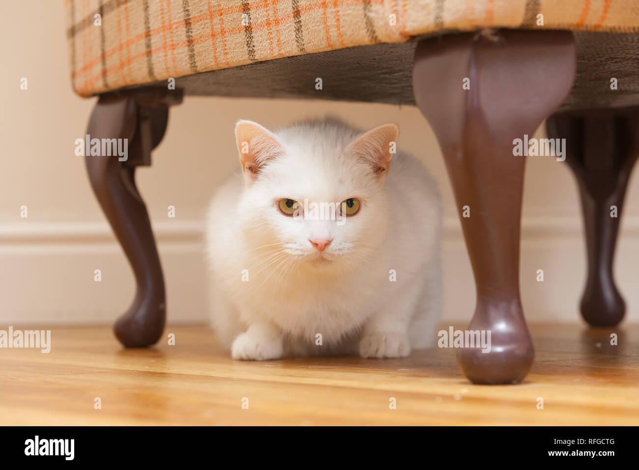 A white cat crouching under a chair inside a house Stock Photo - Alamy