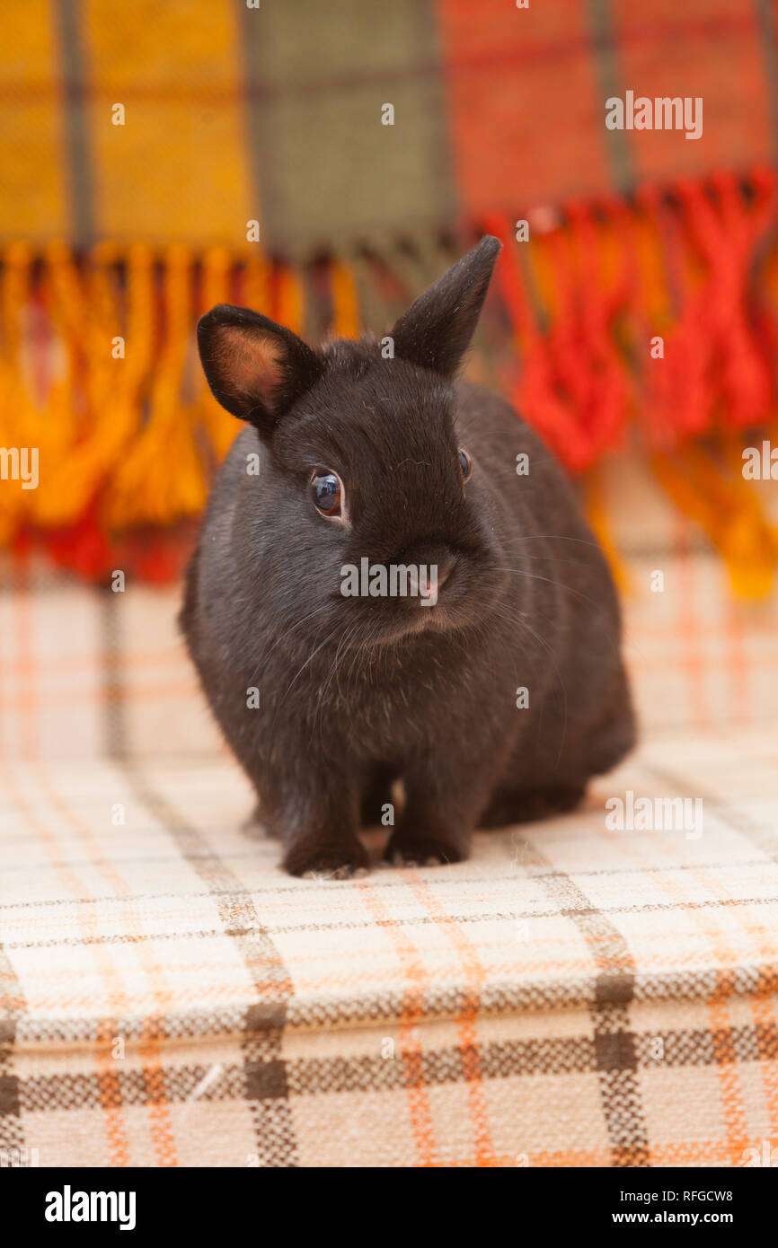 A Netherland Dwarf Rabbit on a chair inside a house Stock Photo - Alamy