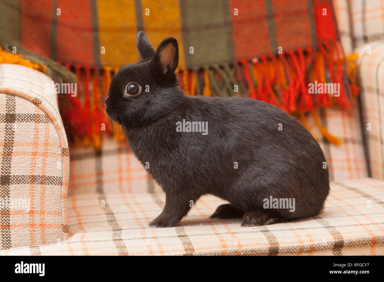 Netherland dwarf rabbit hi-res stock photography and images - Alamy