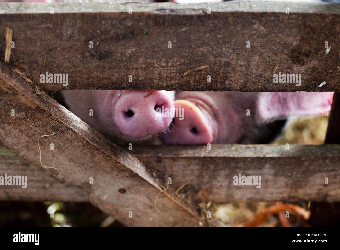 Native british animals hi-res stock photography and images - Alamy