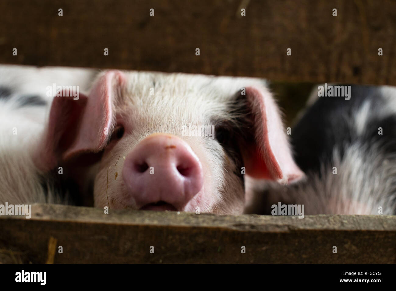 Gloustershire old spot pigs at Claddach Farm. 15.11.18. 8 week old pigs ...