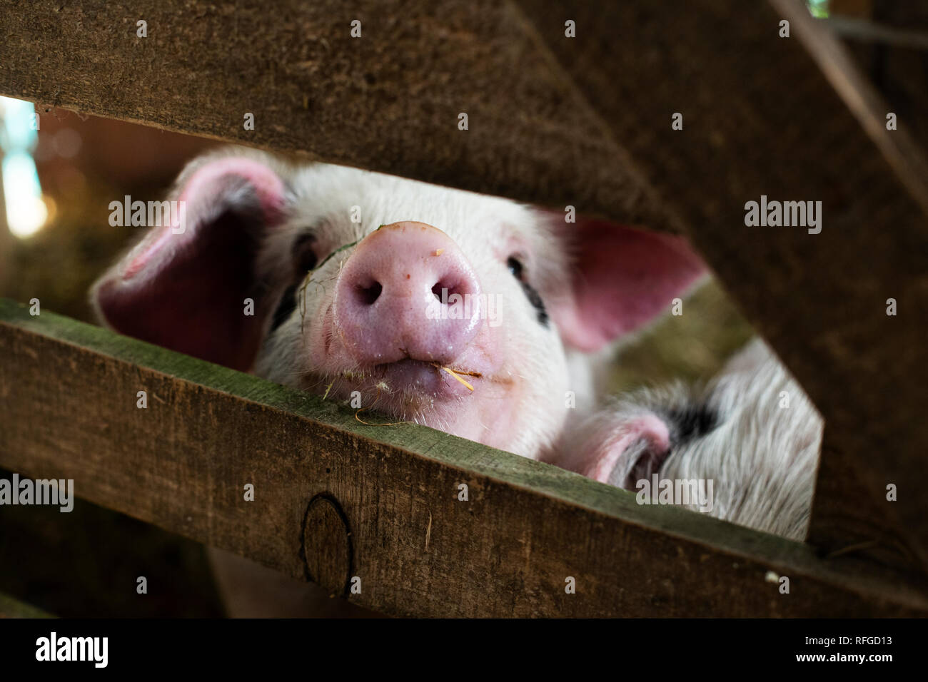 Gloustershire old spot pigs at Claddach Farm. 15.11.18. 8 week old pigs ...