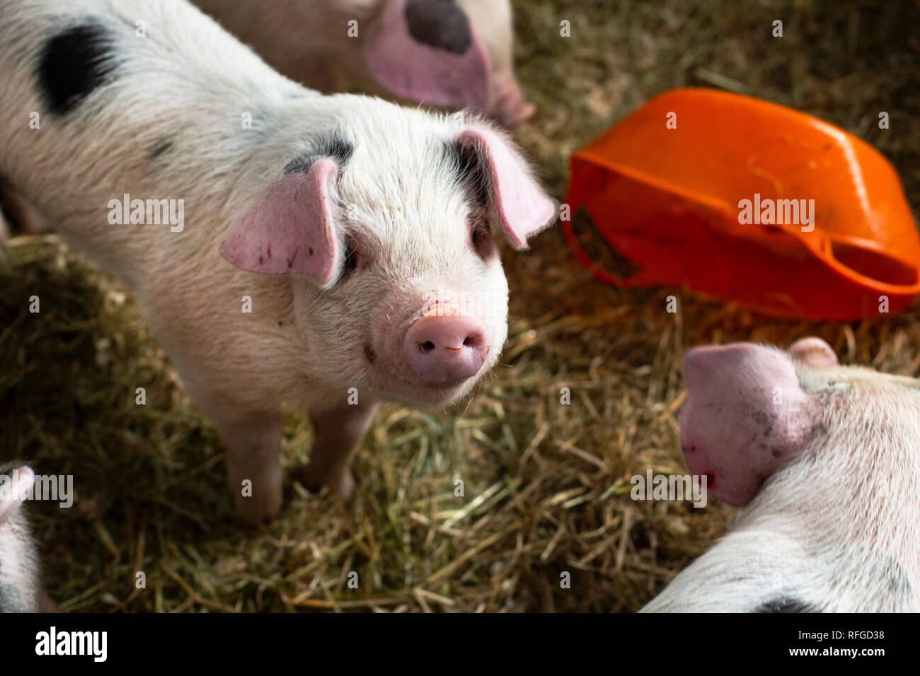 Gloustershire old spot pigs at Claddach Farm. 15.11.18. 8 week old pigs ...
