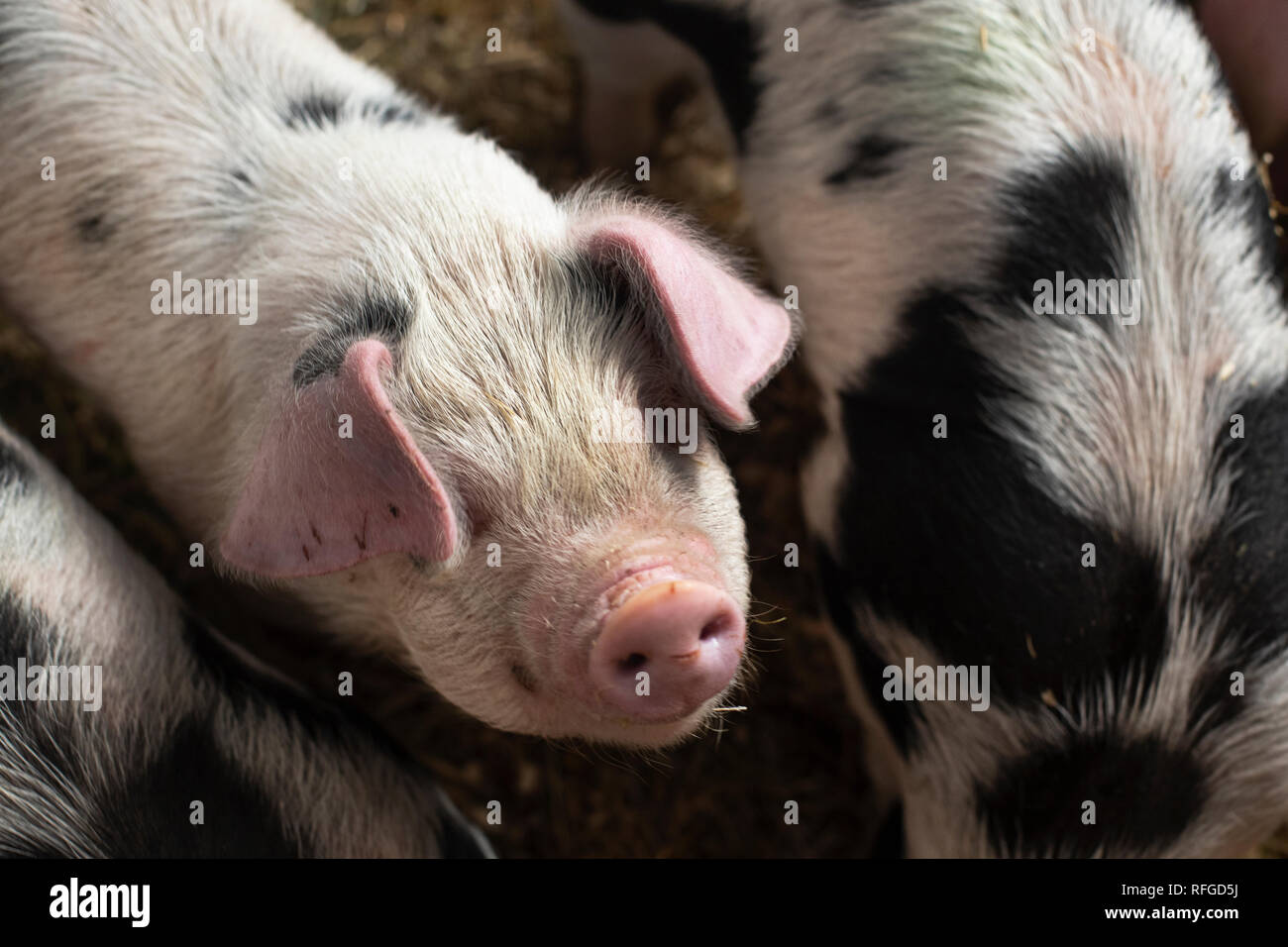 Native pig breed hi-res stock photography and images - Alamy