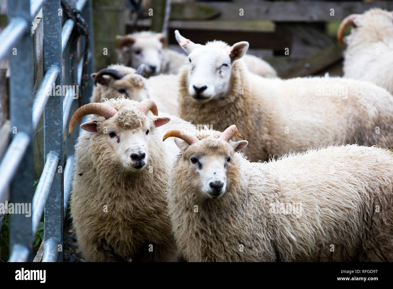 Shetland sheep flock, claddach farm Stock Photo - Alamy