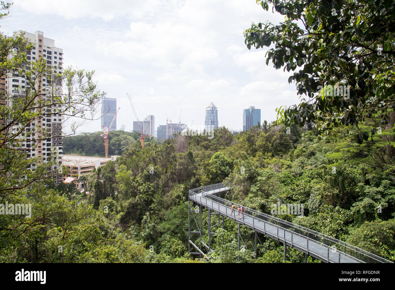 Southern Ridges Canopy Walk, Singapore Stock Photo - Alamy