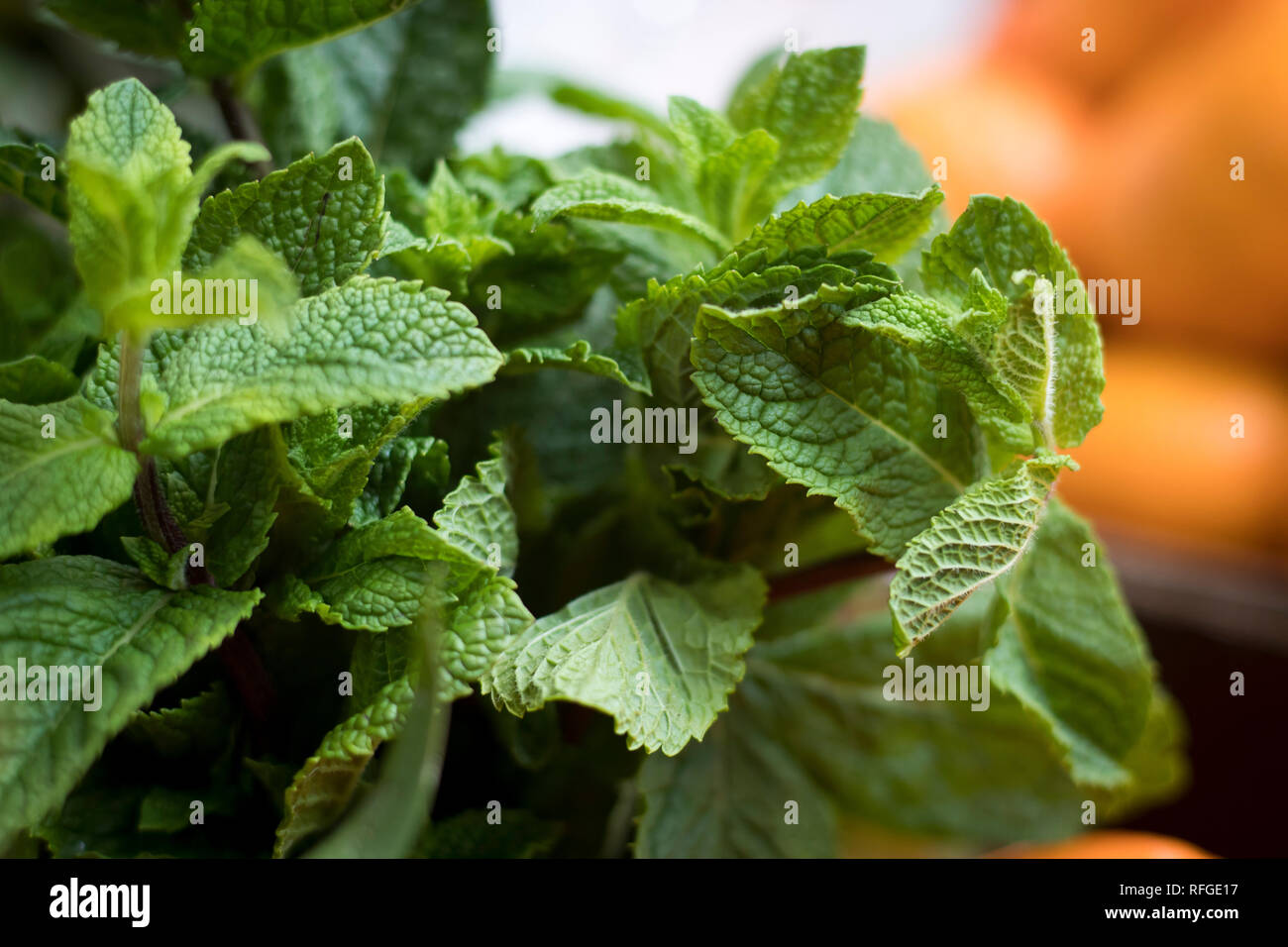 the fresh mint lined up for sale at market Stock Photo - Alamy