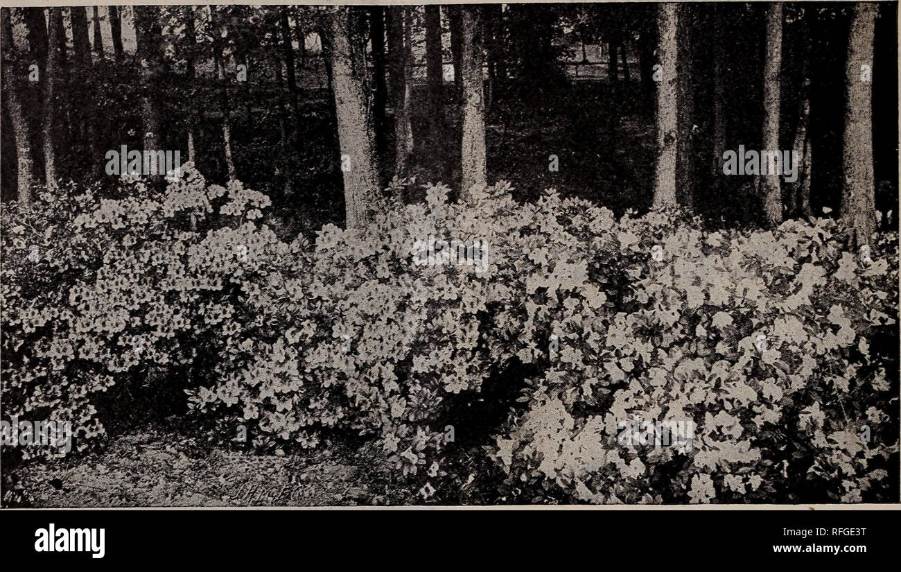 . Fruitland Nurseries. Nurseries (Horticulture) Georgia Augusta ...