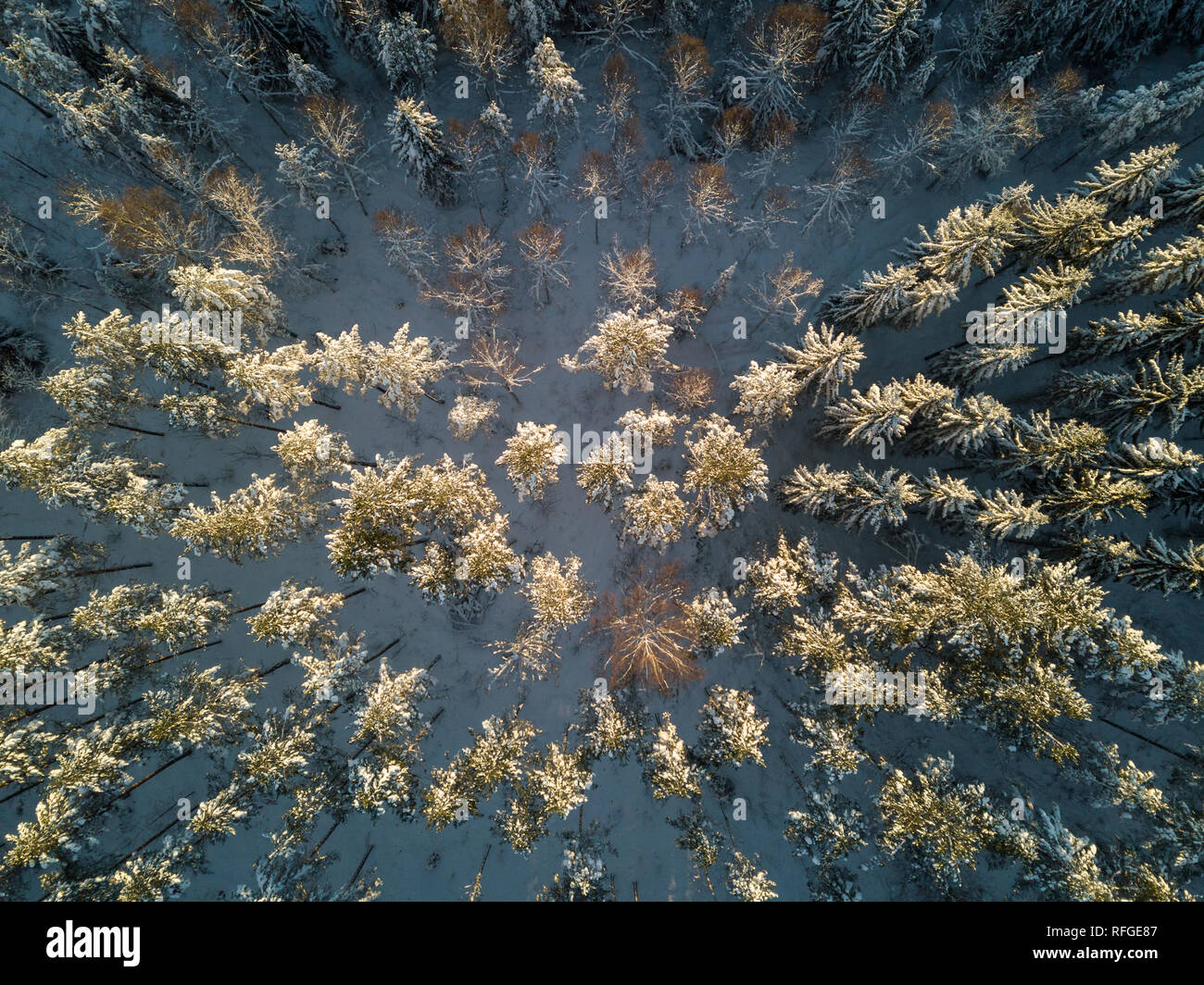 Boreal Coniferous Forest High Resolution Stock Photography and Images - Alamy