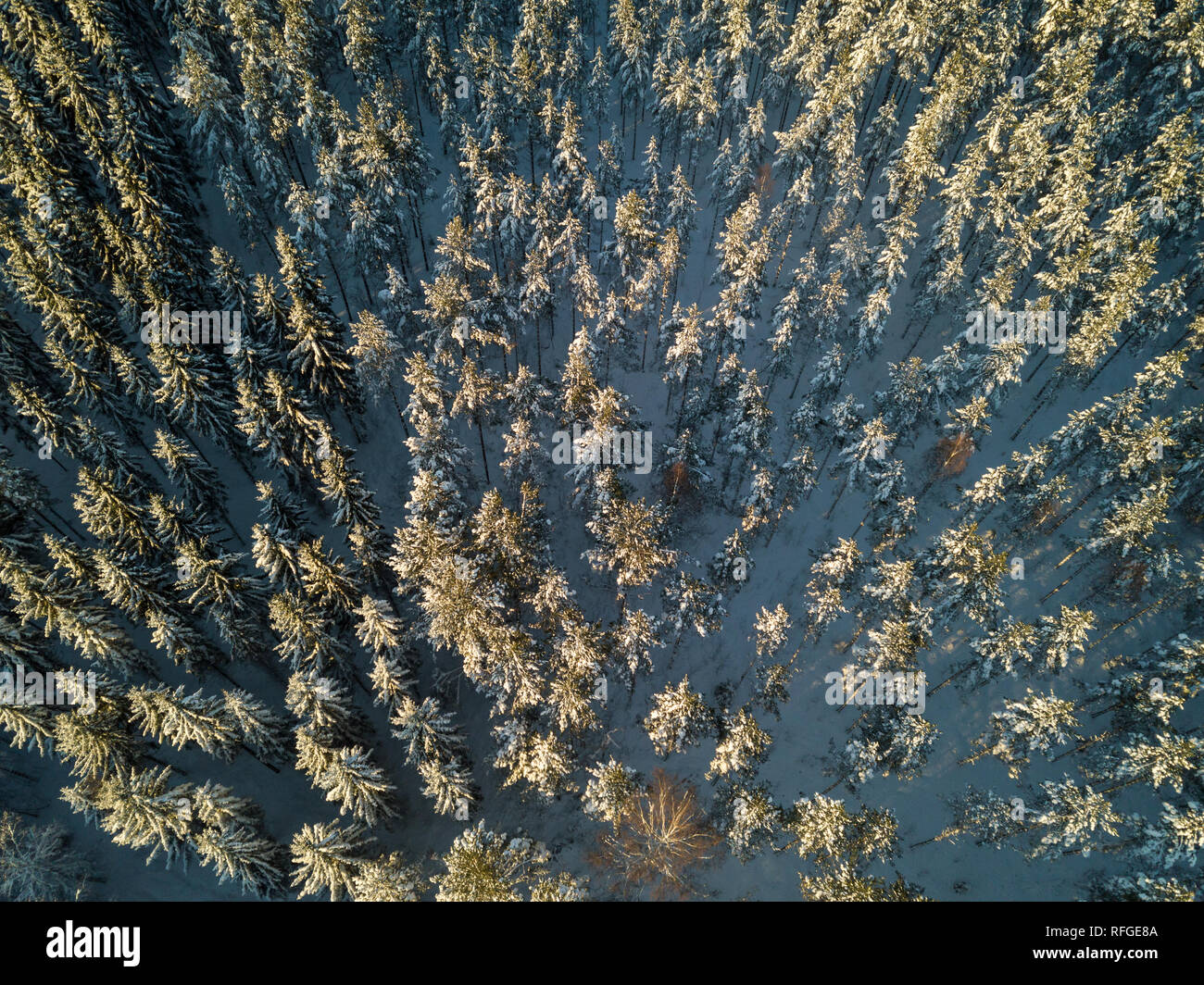 Boreal coniferous forest hi-res stock photography and images - Alamy