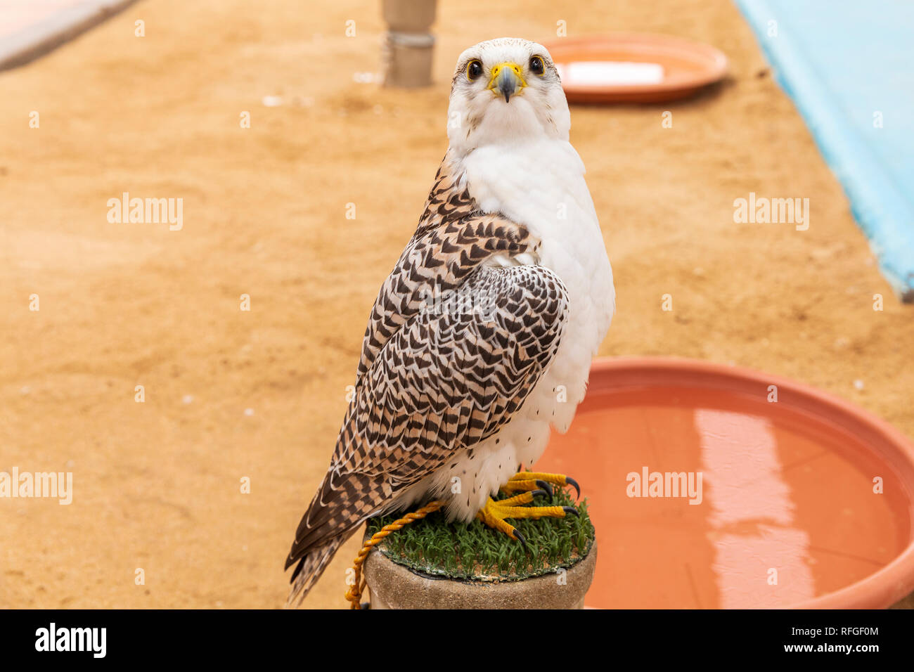 Falcon raptor bird of prey Stock Photo - Alamy