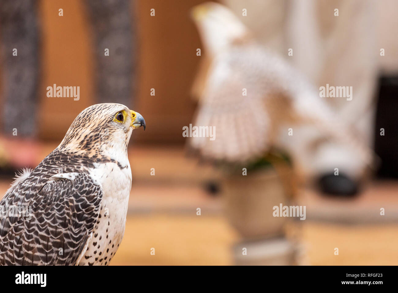 Falcon raptor bird of prey Stock Photo - Alamy