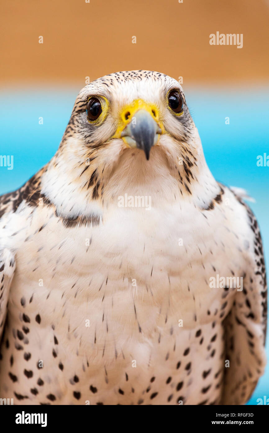 Falcon raptor bird of prey Stock Photo - Alamy