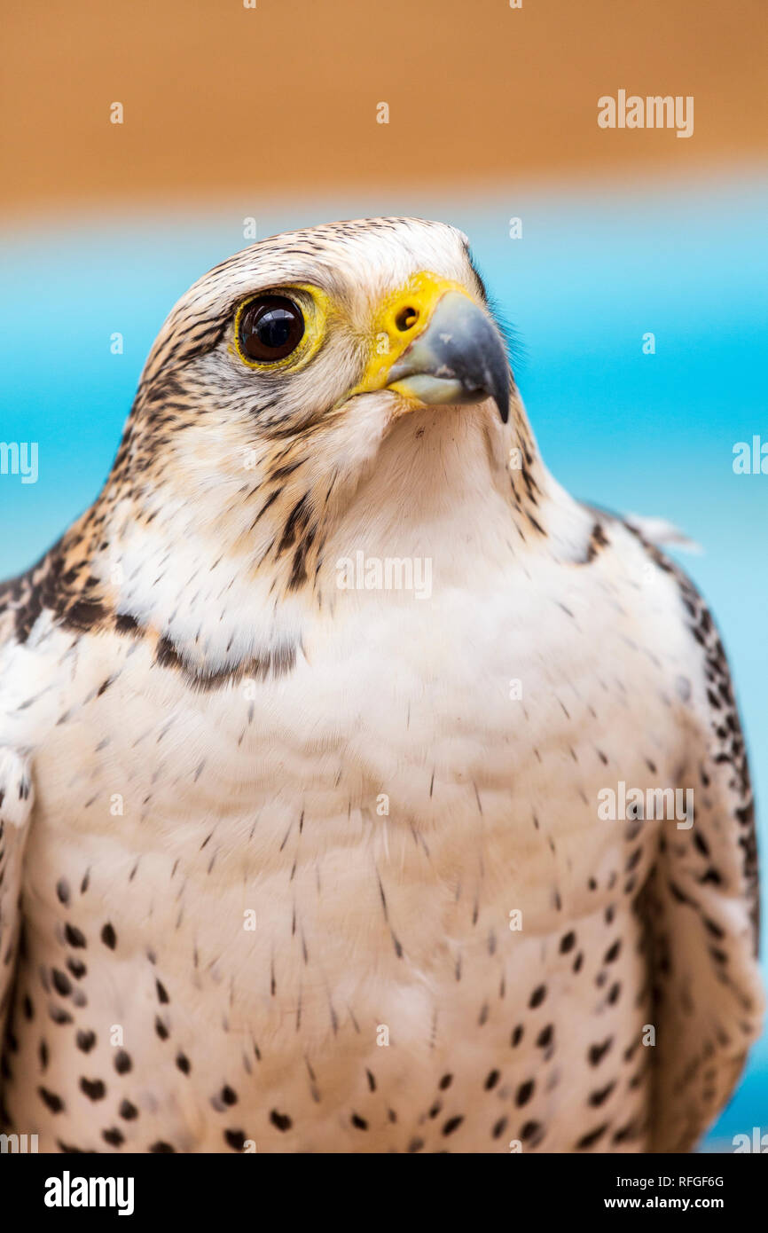 Falcon raptor bird of prey Stock Photo - Alamy