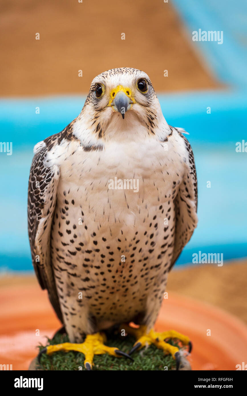 Falcon raptor bird of prey Stock Photo - Alamy