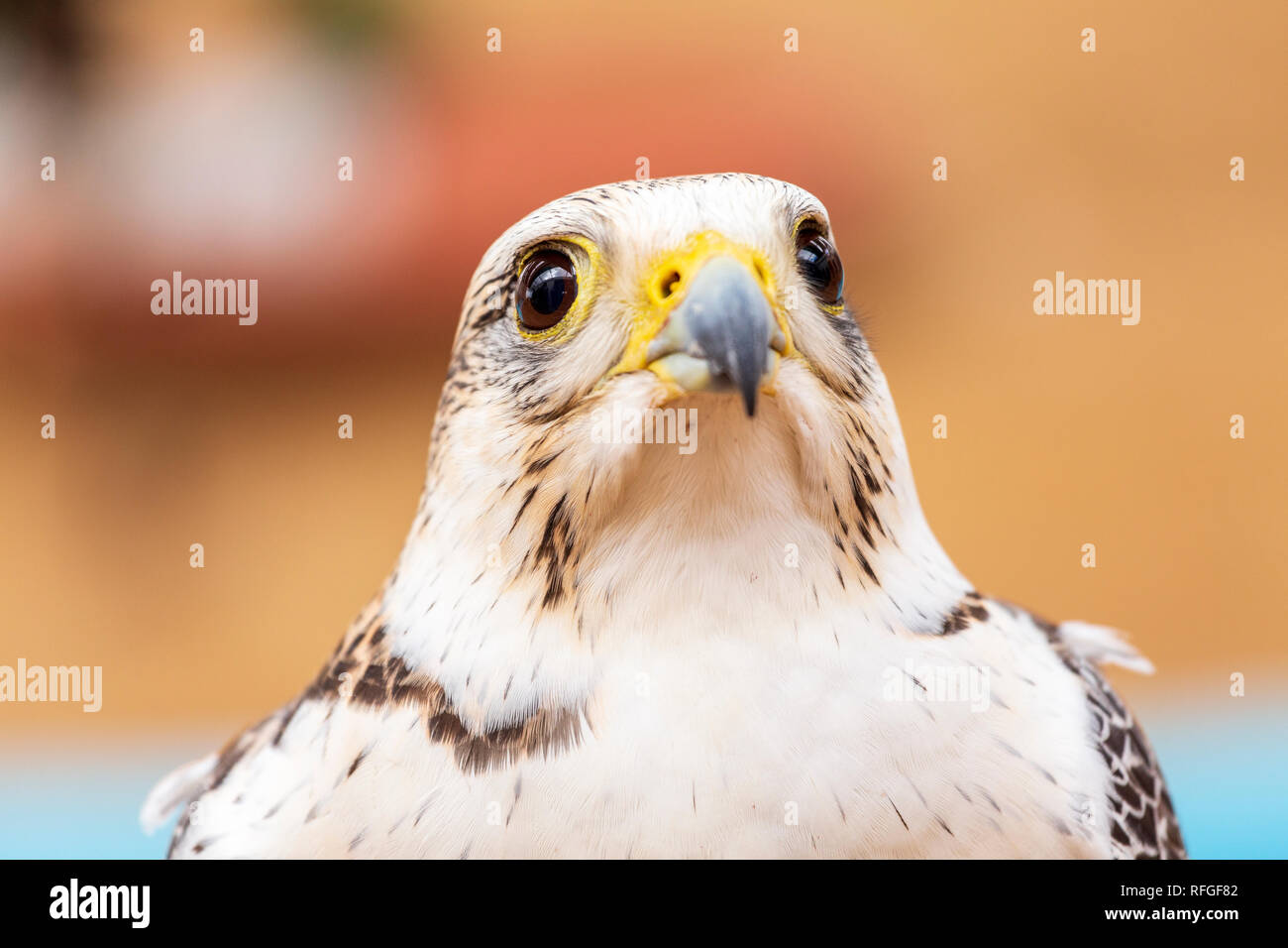 Falcon raptor bird of prey Stock Photo - Alamy