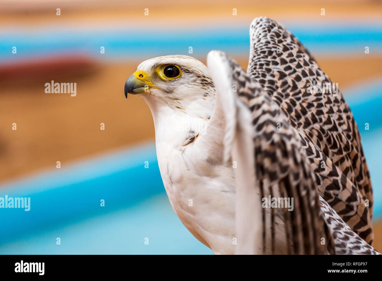 Raptor bird hi-res stock photography and images - Alamy