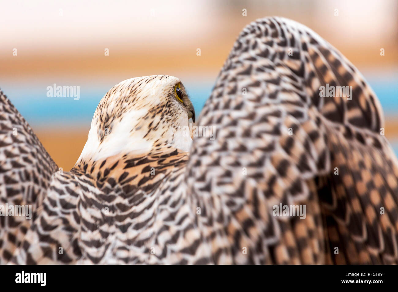 Falcon raptor bird of prey Stock Photo - Alamy