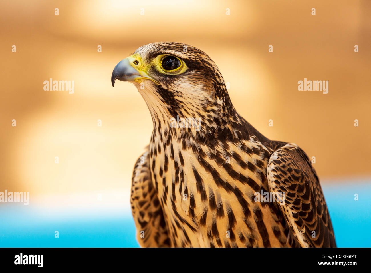 Falcon raptor bird of prey Stock Photo - Alamy